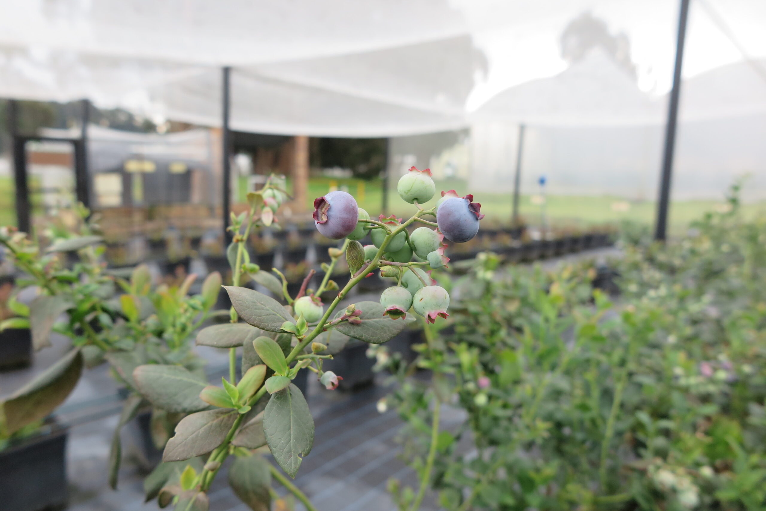 Visita a las fincas de Hortifrut en Colombia
