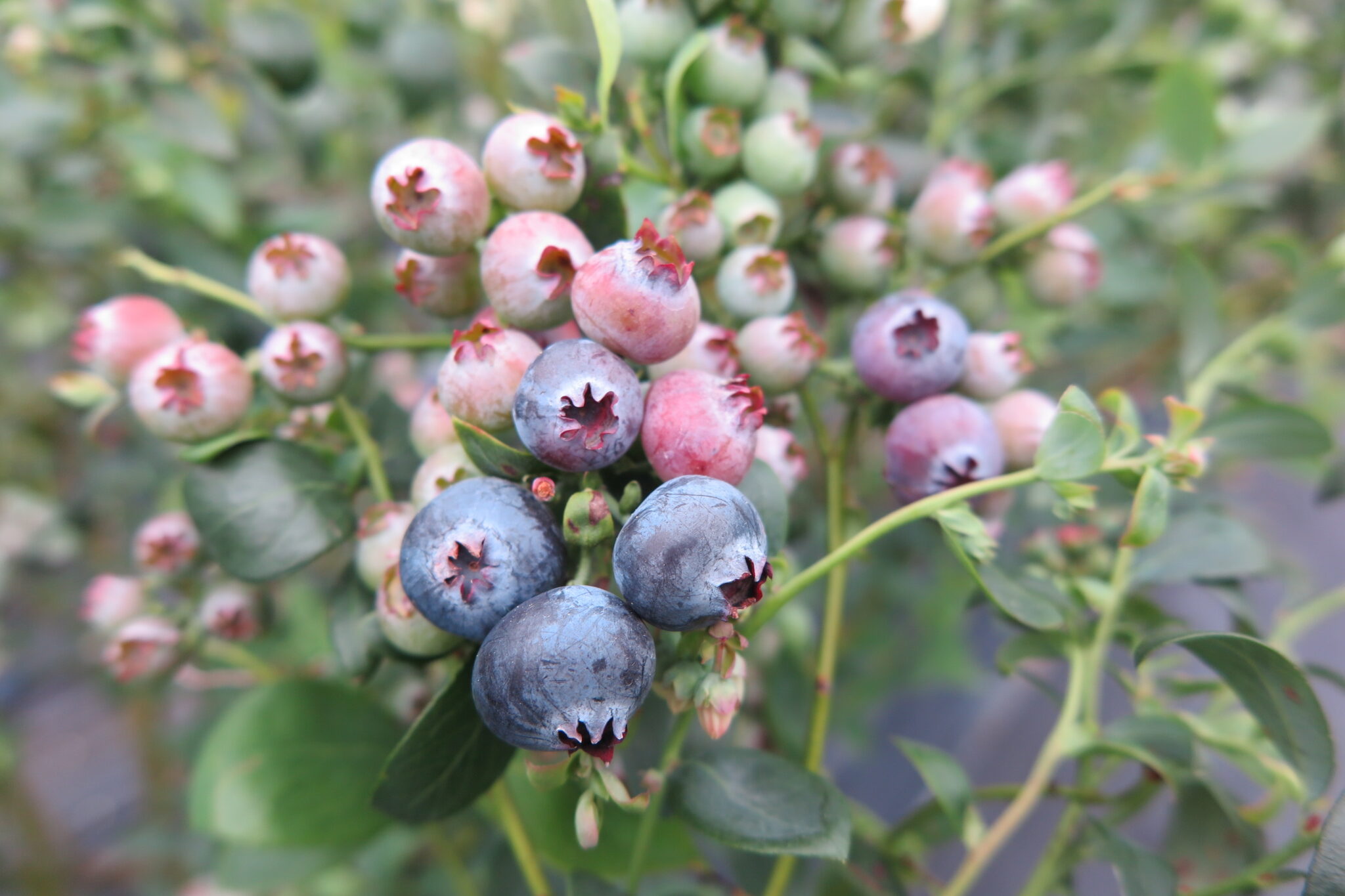 Visita a las fincas de Hortifrut en Colombia