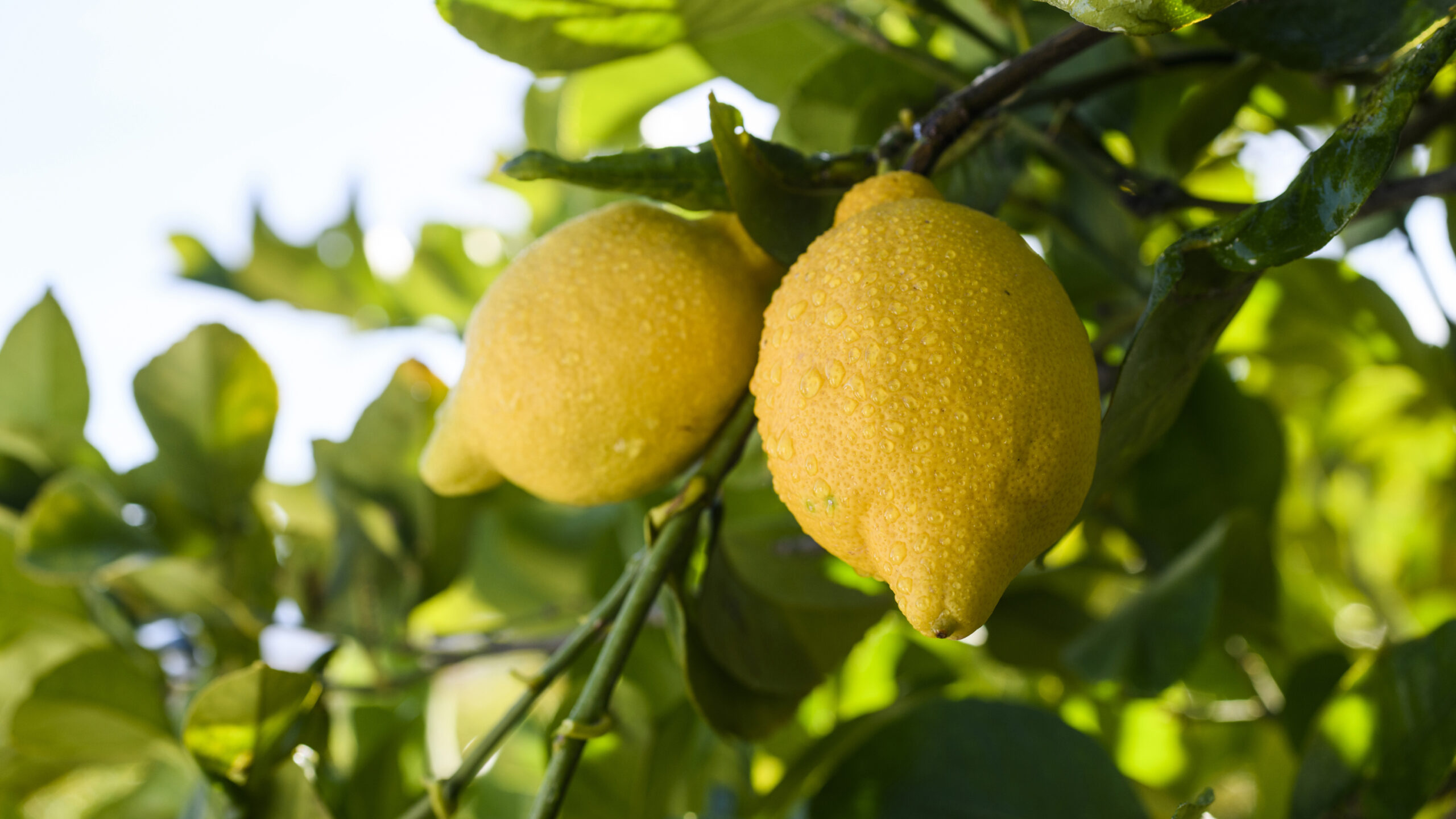 Citricultores mexicanos reciben refuerzos para combatir HLB