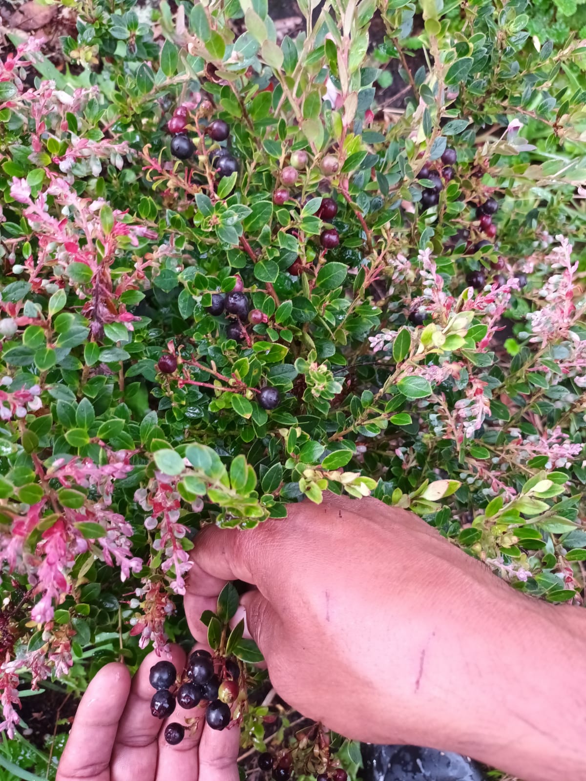 Colombia: Vino artesanal de agraz a pocos pasos de ser exportado