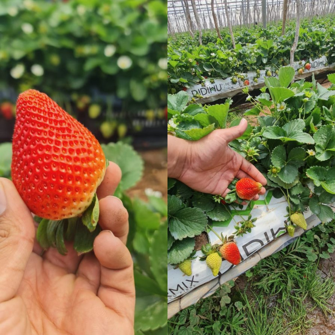 El boom de la fresa en hidroponía - PortalFruticola.com