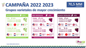 Temporada de uva en Perú y el impulso de las blancas sin semilla