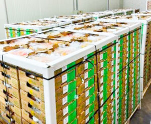 Mangos Azúcar colombianos ya están disponibles en EE.UU.