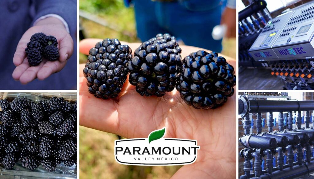 Paramount Valley México: Innovación en el Cultivo de Zarzamoras