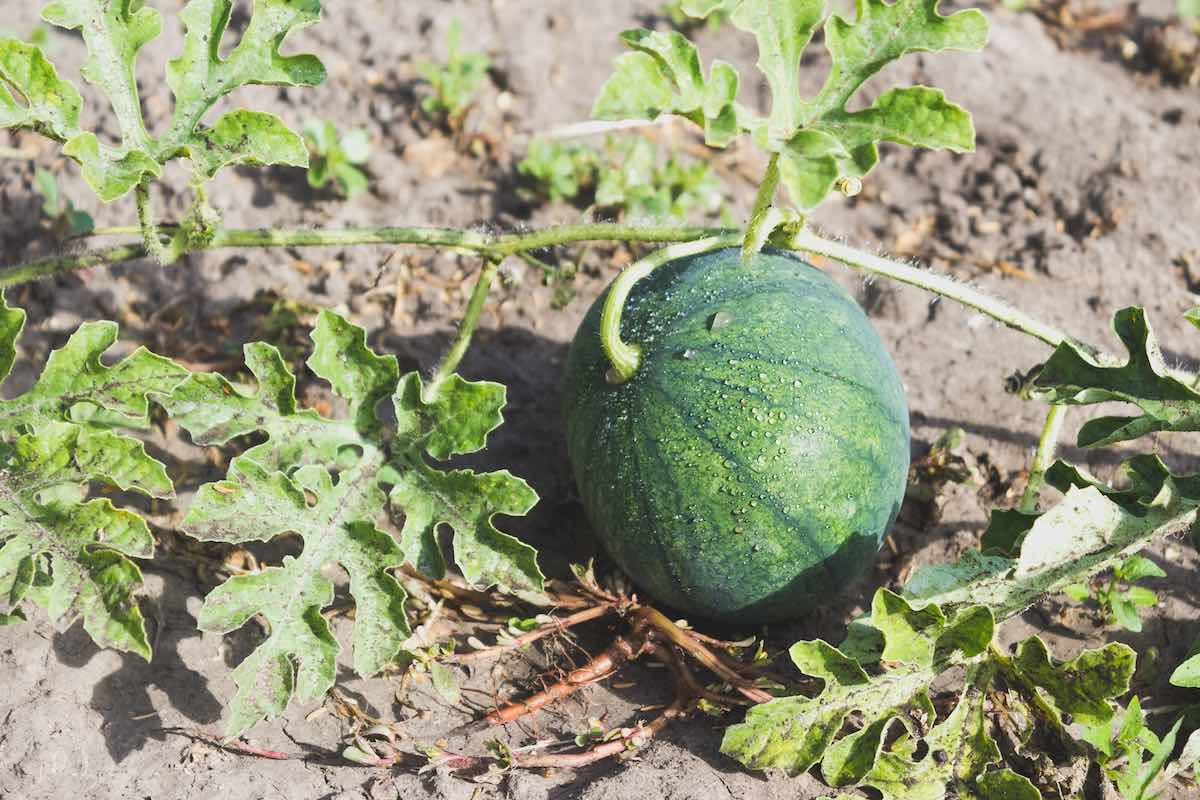 Cómo cultivar sandías jugosas en tu patio de forma fácil y efectiva ...