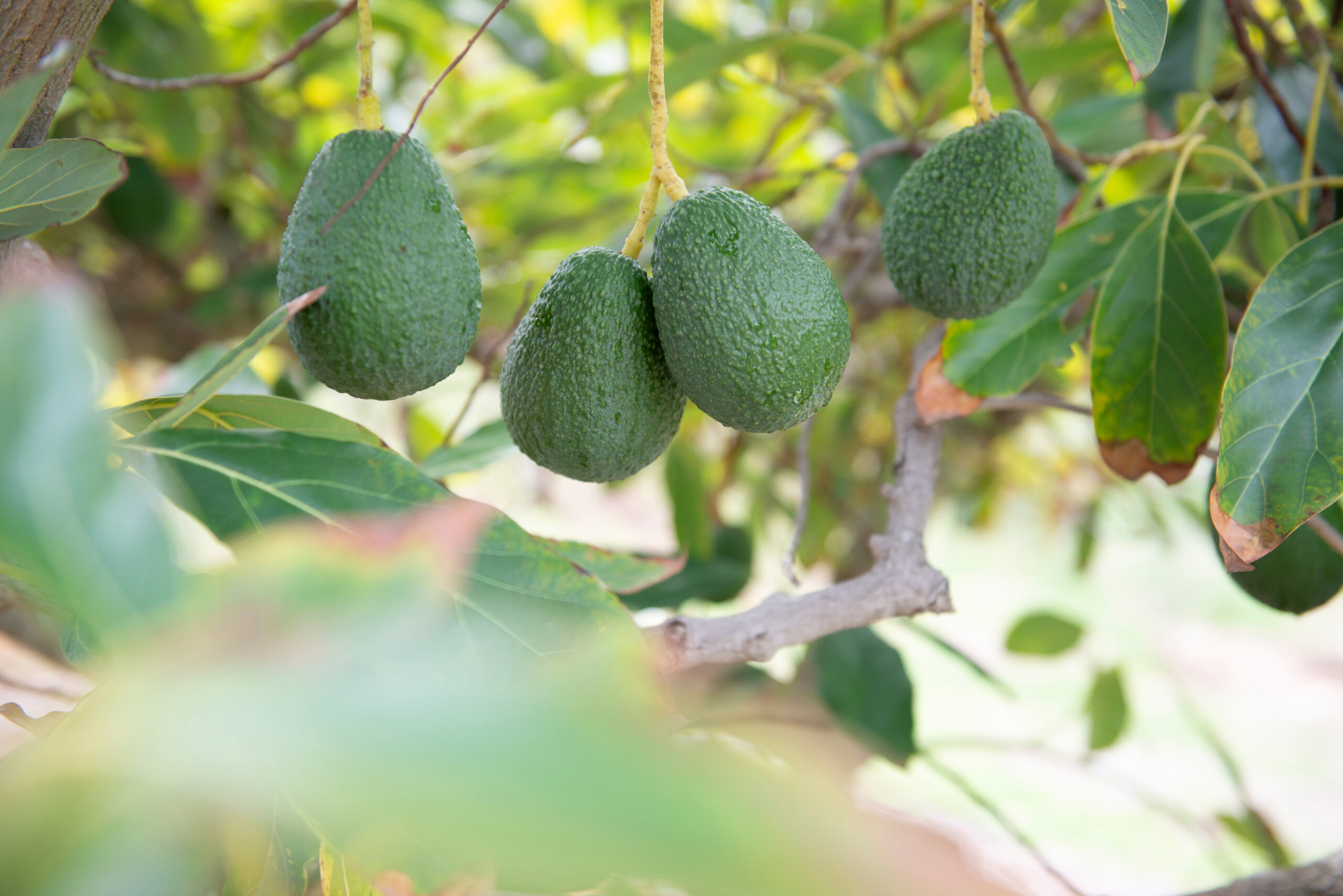 Aguacate de California descendera 7% esta temporada