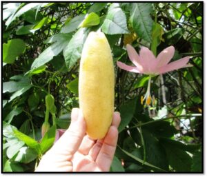 Curuba colombiana, promete conquistar mercados