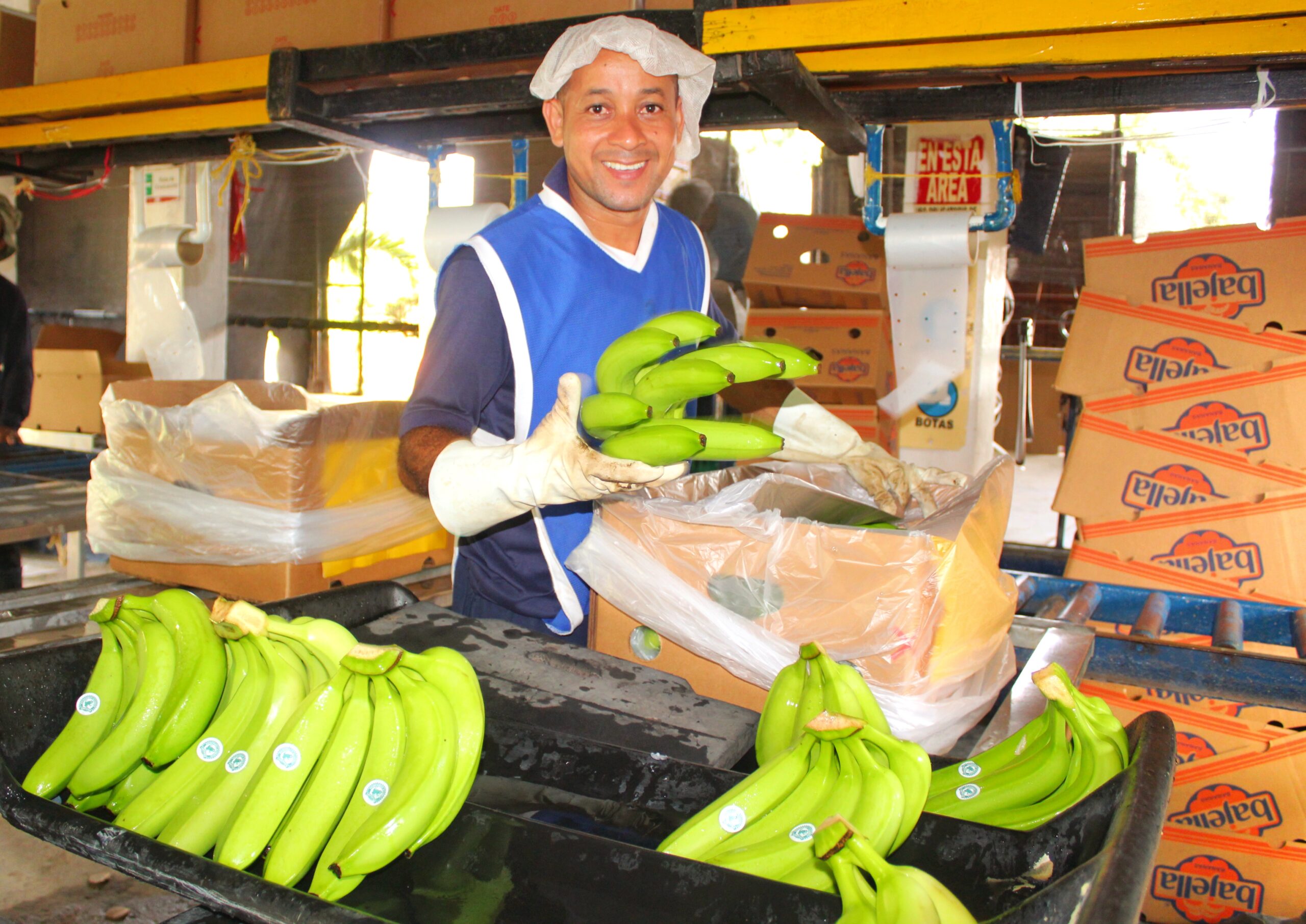 Exportaciones de banano colombiano disminuyen un 11%