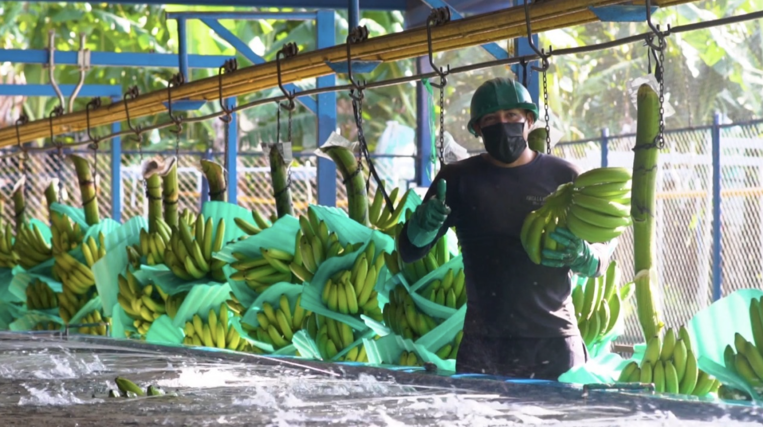Colombia: Bananeros del Magdalena denuncian crítica situación por ...
