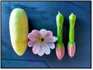 Curuba colombiana, promete conquistar mercados