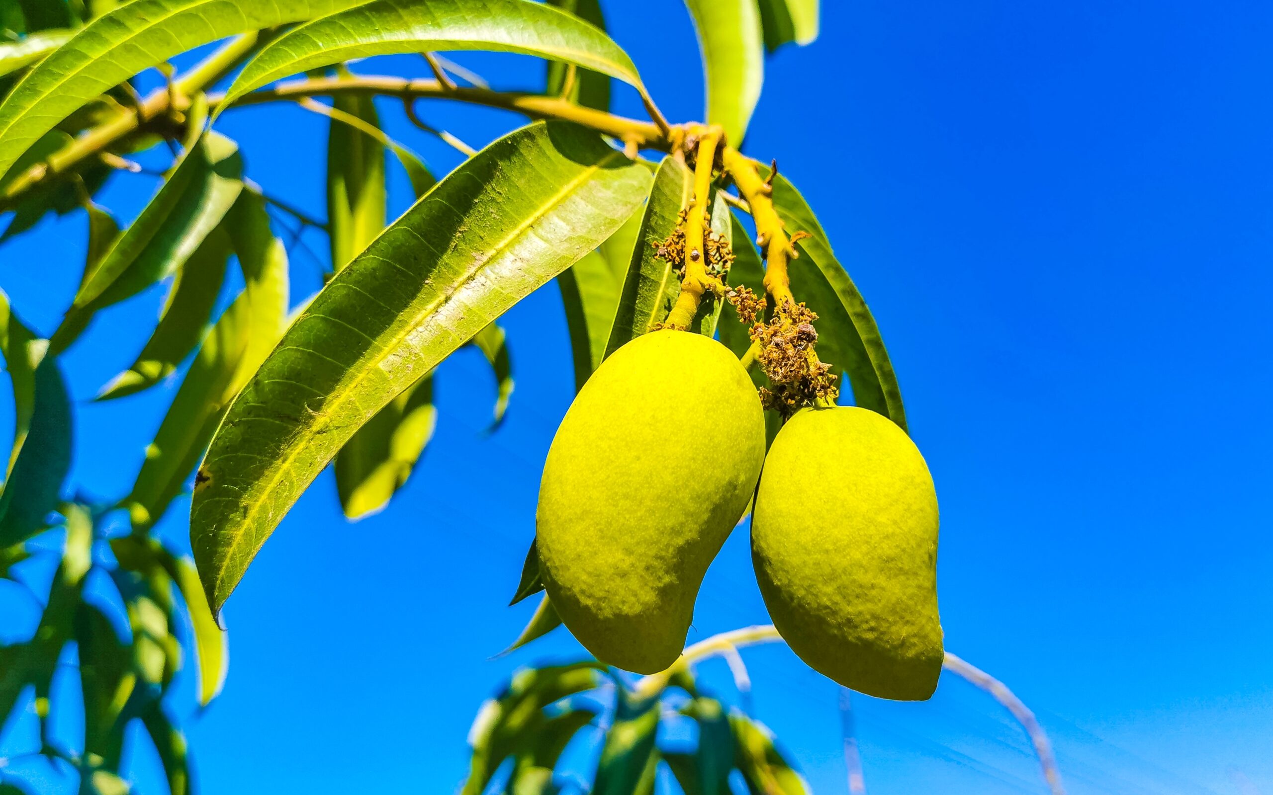 Importaciones estadounidenses de mango mexicano aumentan 3%