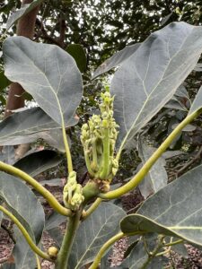 ¿Por qué la palta peruana ha disminuido su calibre?