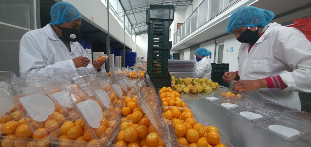 Uvilla ecuatoriana debuta en El Salvador