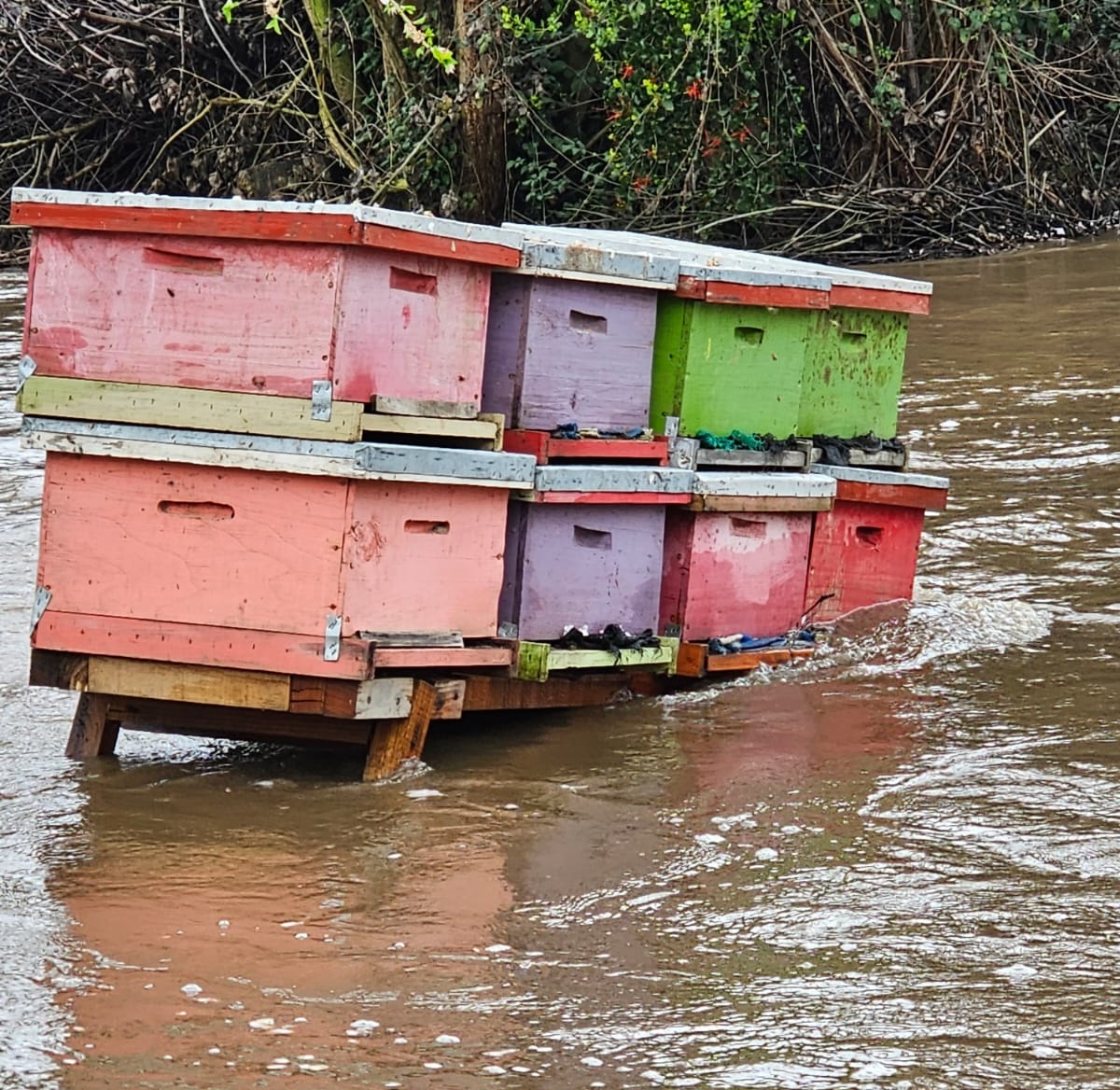 Chile:14 mil colmenas perdidas producto de las inundaciones