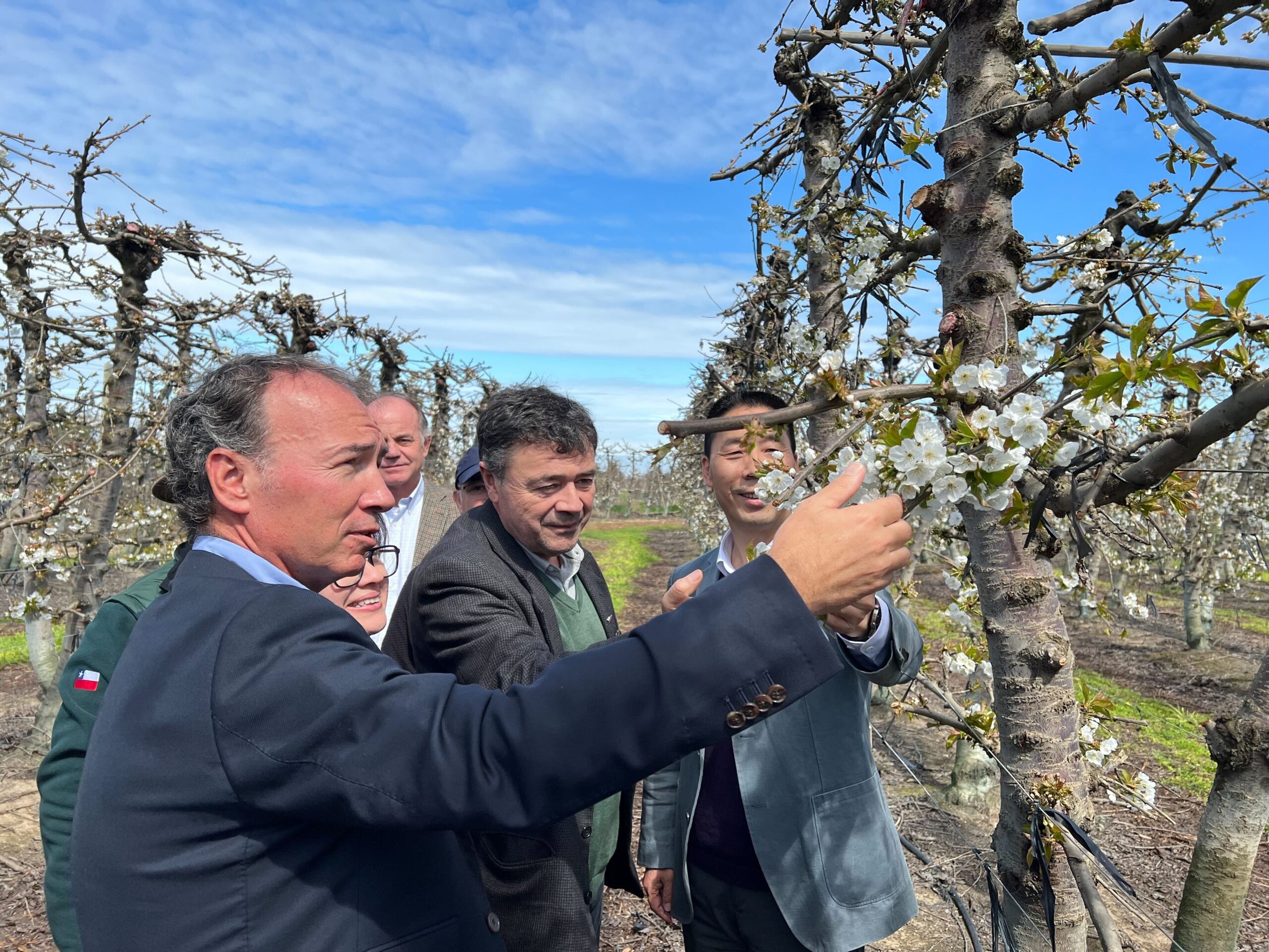 Chile inicia temporada de cerezas 2023 - 2024