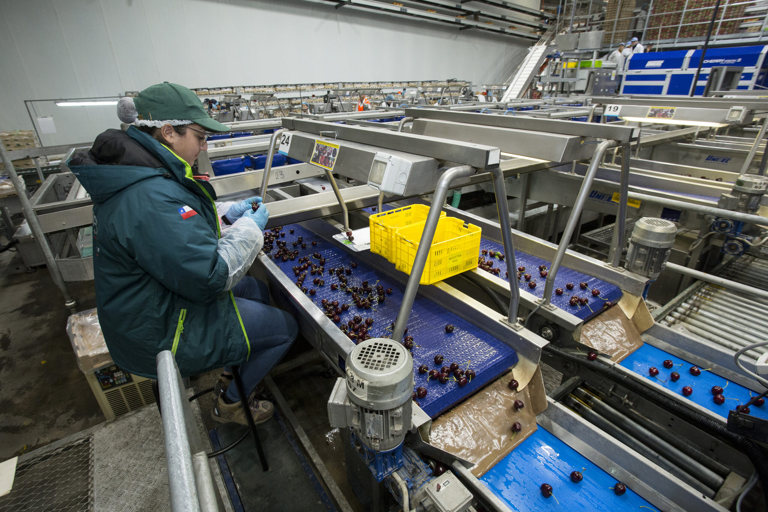SAG Chile busca inspectores/as de fruta para temporada de exportaciones ...