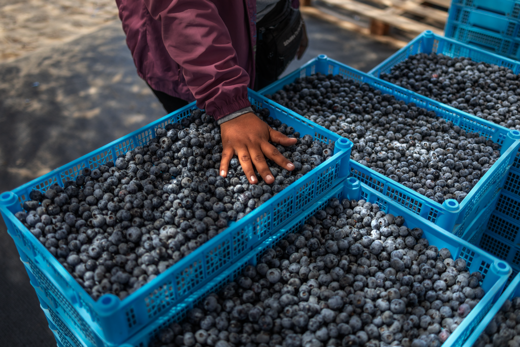 Greenvic expande su alianza con Agrovisión en China