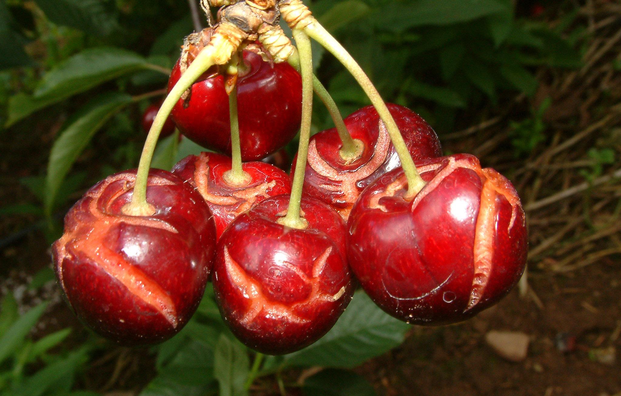 Qué es el cracking en cerezas: Factores que lo provocan y medidas para ...