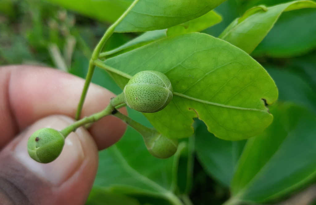 Cuidados especiales a tener en cuenta en la etapa de fructificación ...