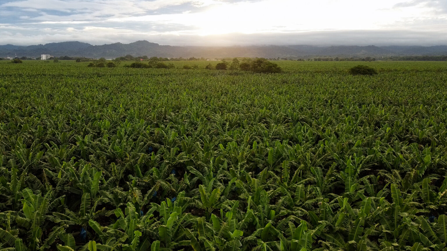 Colombia: Fumigación con Drones para el cultivo del banano