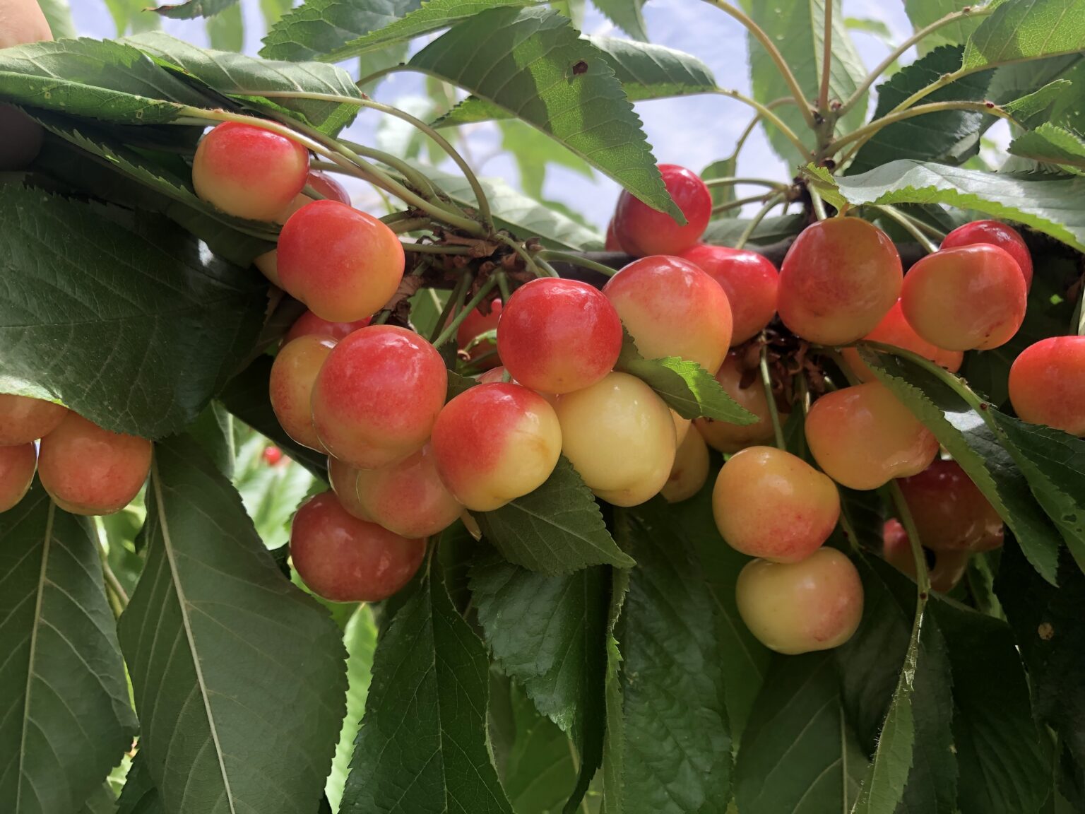 INIA y Biofrutales ya inscribirán la primera variedad de cerezo 100% ...