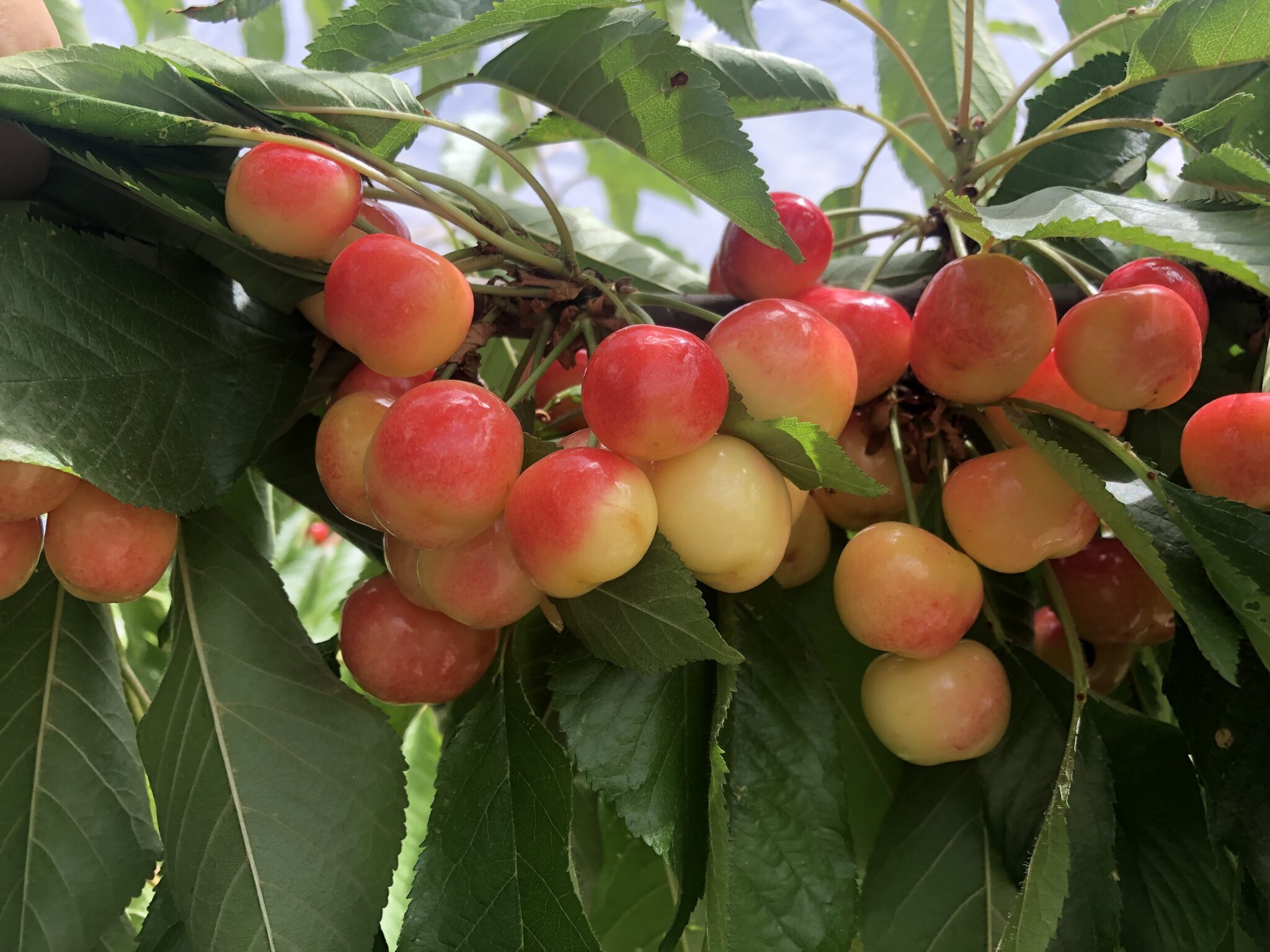 INIA y Biofrutales ya inscribirán la primera variedad de cerezo 100% ...