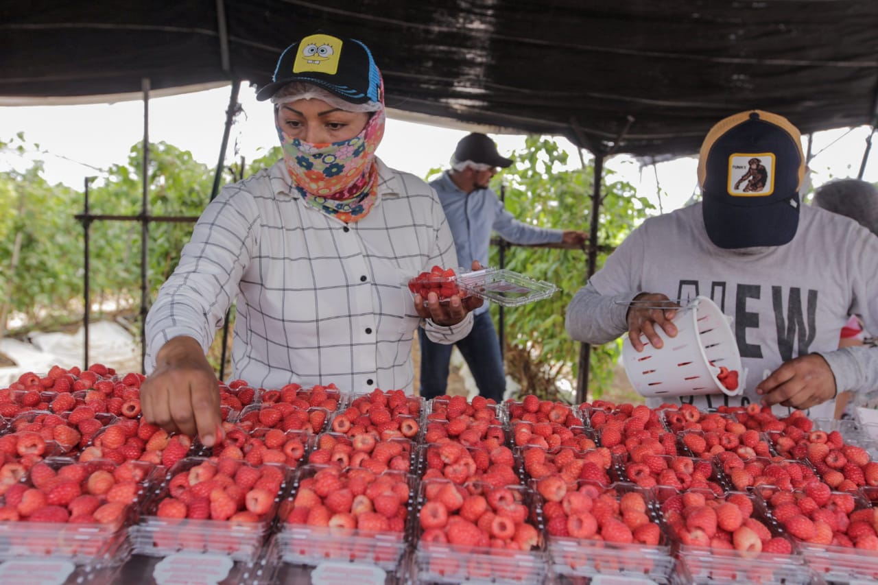 Las berries mexicanas este 24-25 crecerían entre un 12 y un 15%