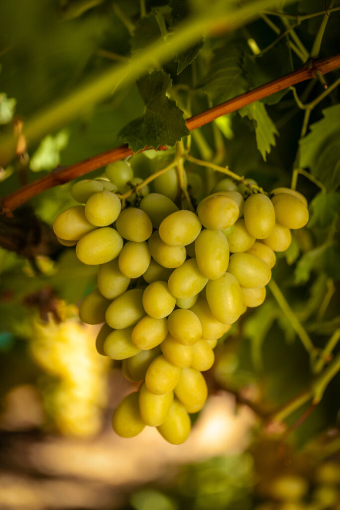 BLOOM FRESH inicia era de mejoramiento natural de frutas