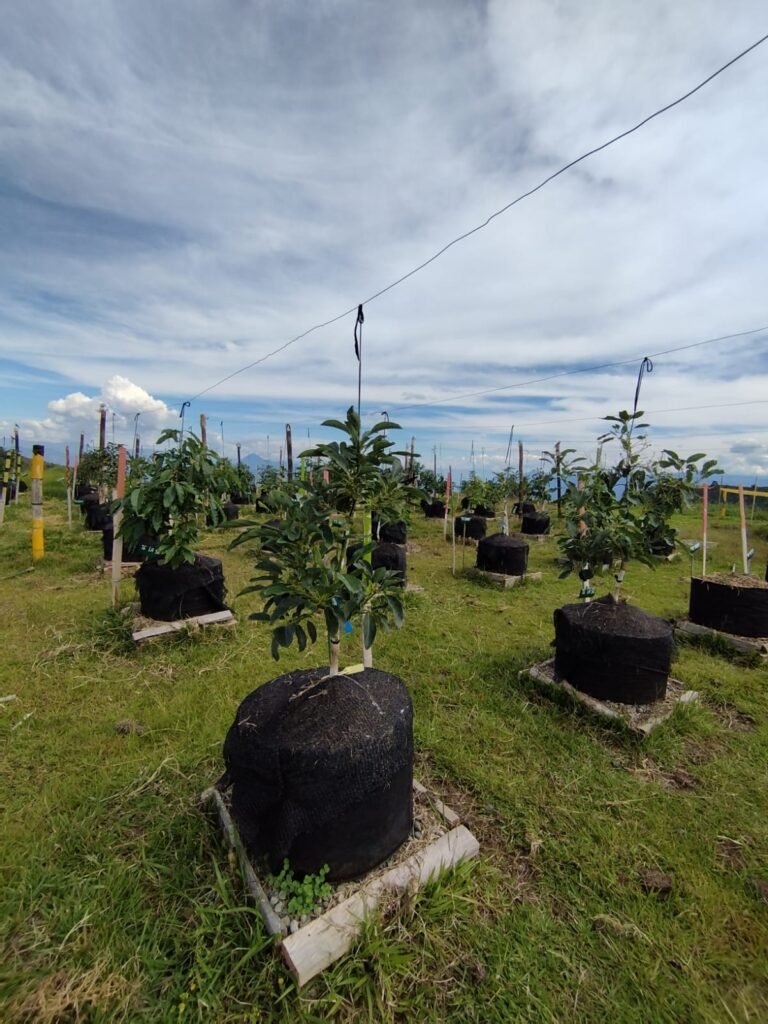 Colombia inicia investigación en el cultivo de aguacate en macetas