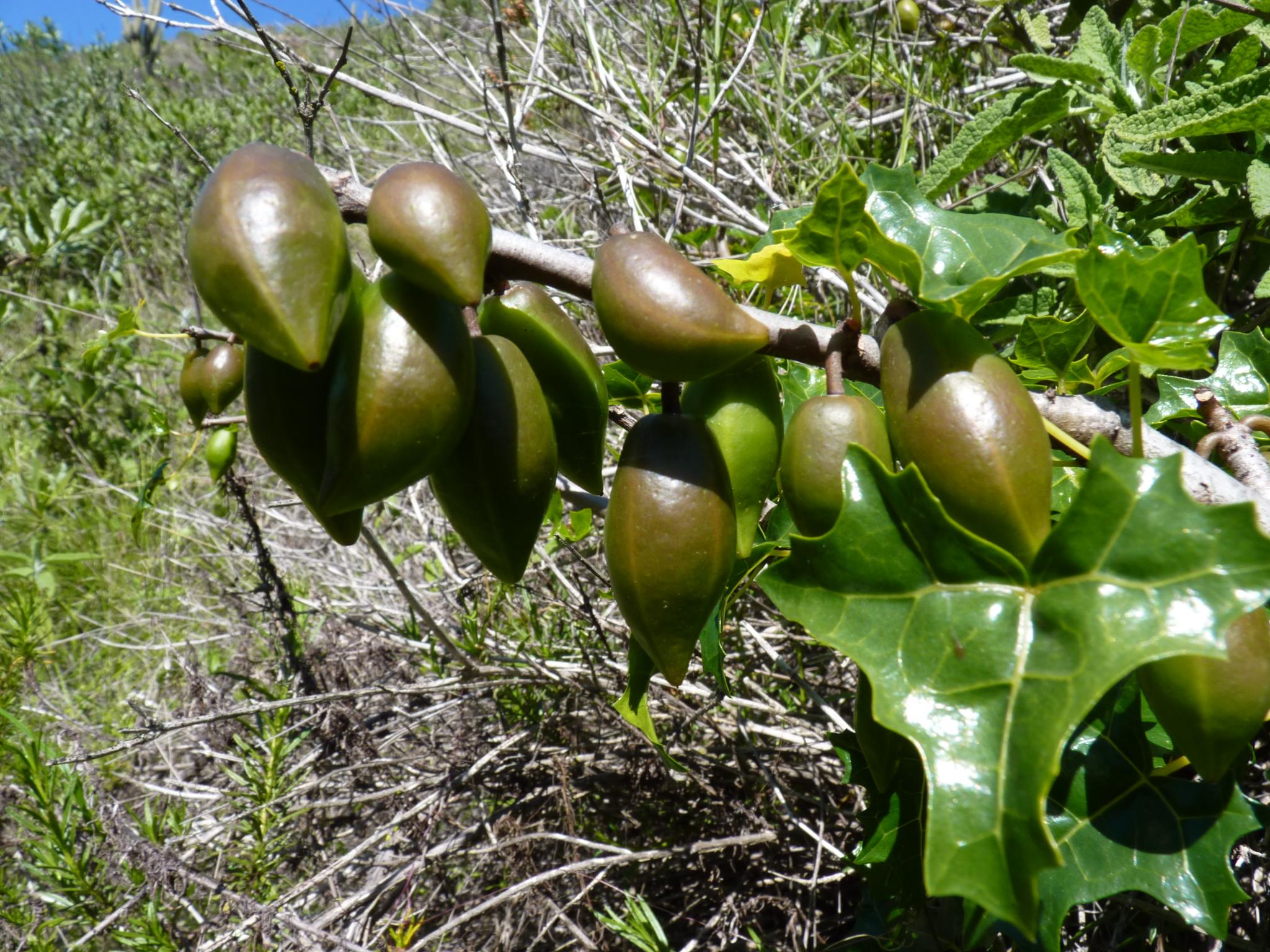 Propagación del papayo silvestre de Chile - PortalFruticola.com