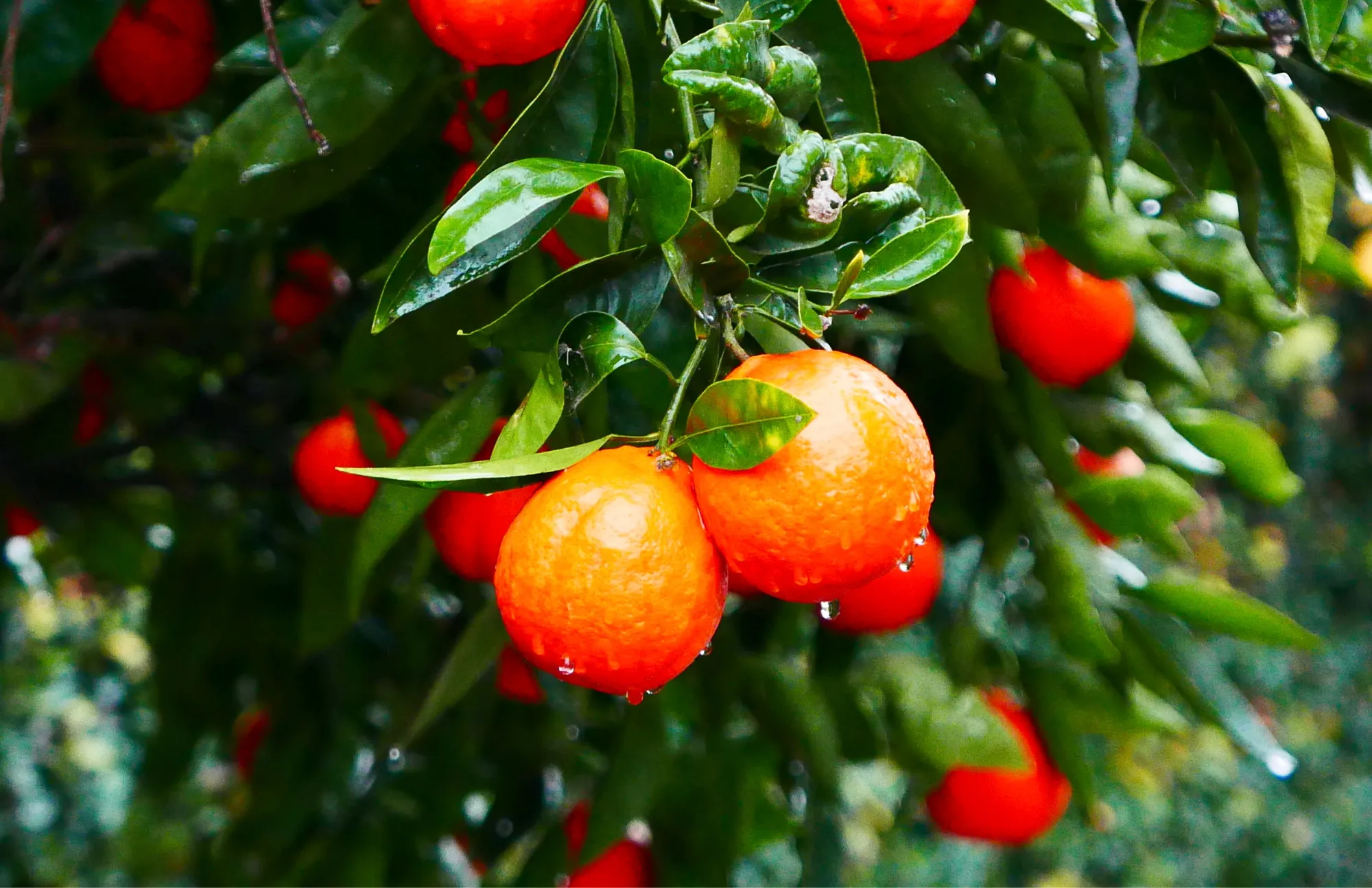 Cultivo del Tangelo: Técnicas y prácticas para una producción exitosa ...