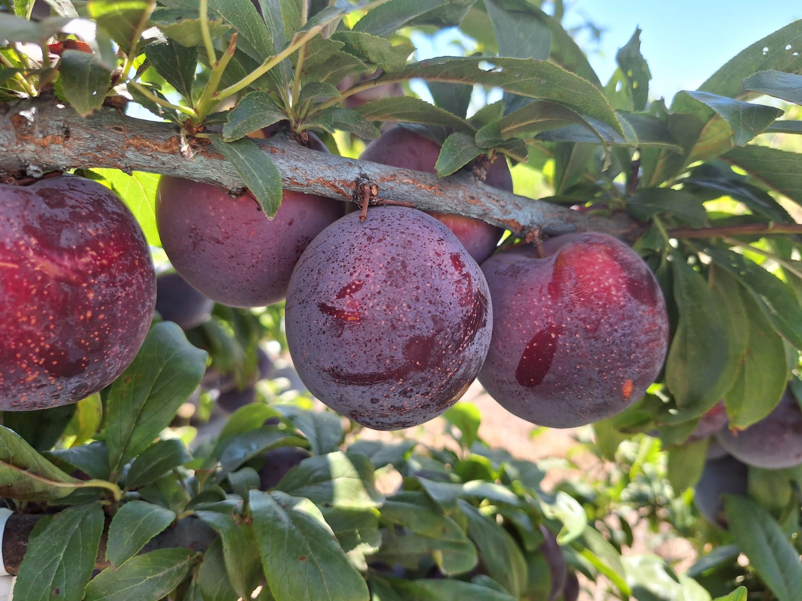 Nueva variedad de ciruela destaca por su calibre y sabor