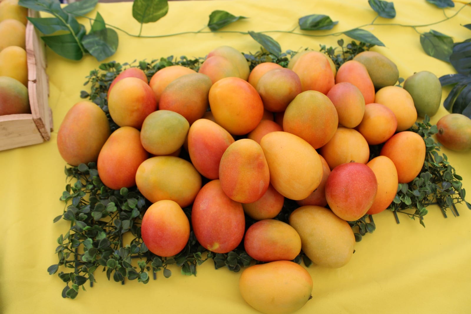 Colombia: Exportación de mango azúcar a EE.UU. con proyección de ...