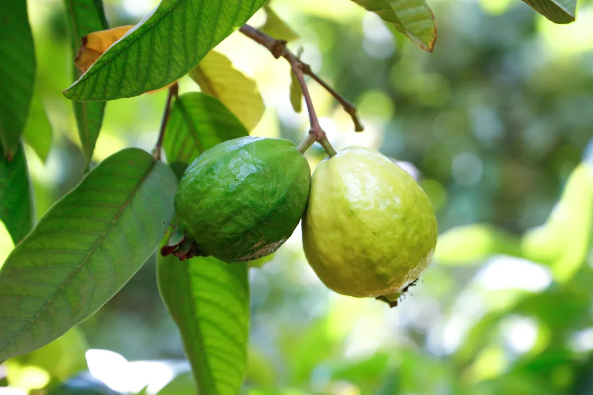 Guía básica para el cultivo de la guayaba - PortalFruticola.com