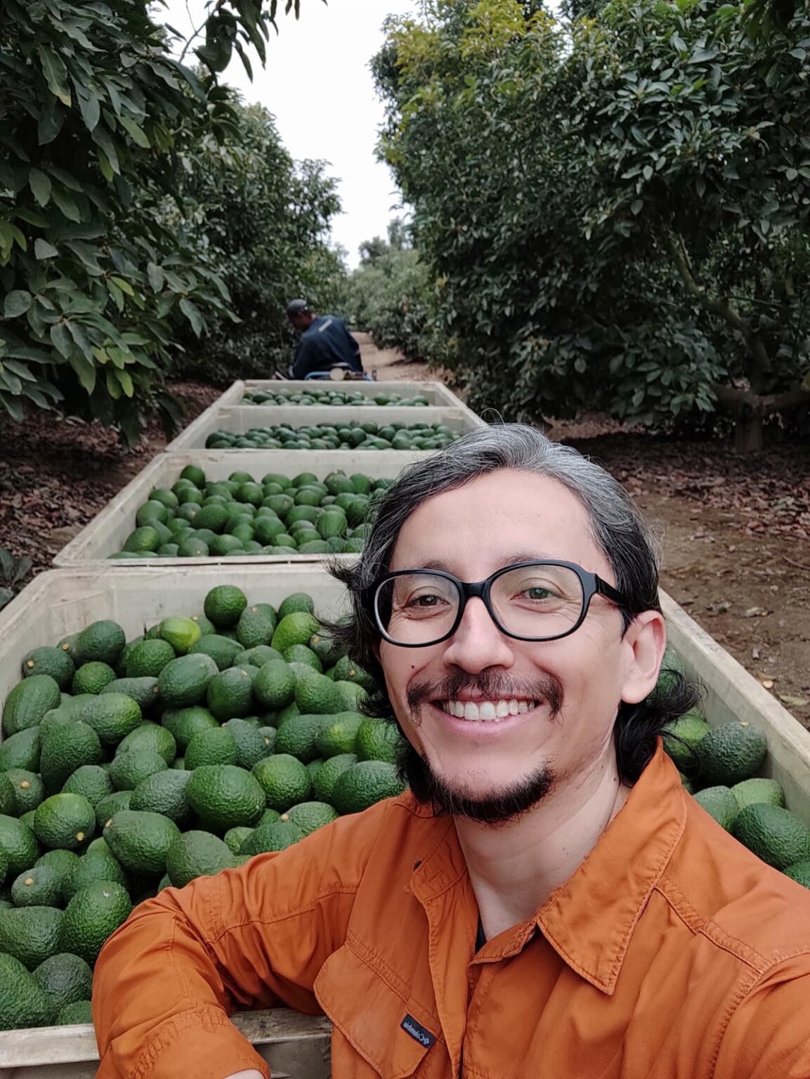 Palta peruana 2024: “Seguiremos siendo el segundo mayor exportador de palta en el mundo”
