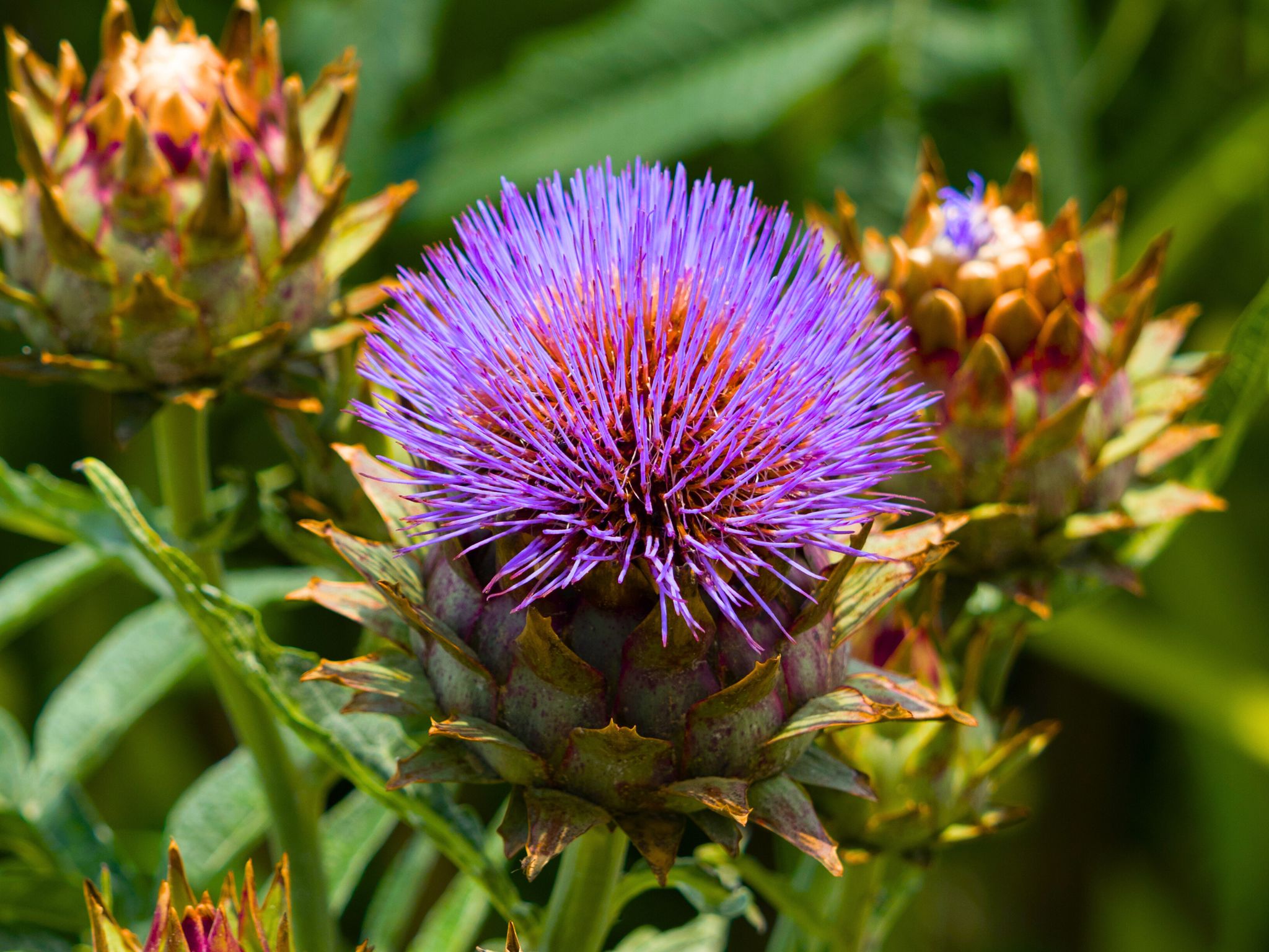 Cómo cultivar y cosechar alcachofas - PortalFruticola.com