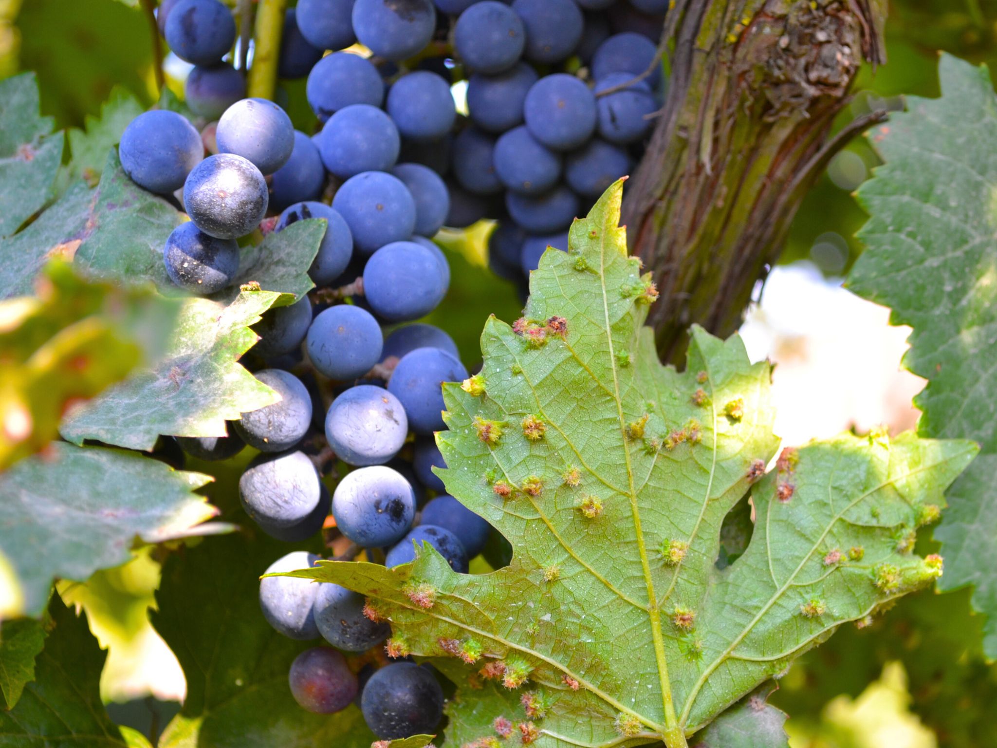 Filoxera de la vid: mecanismos de control - PortalFruticola.com