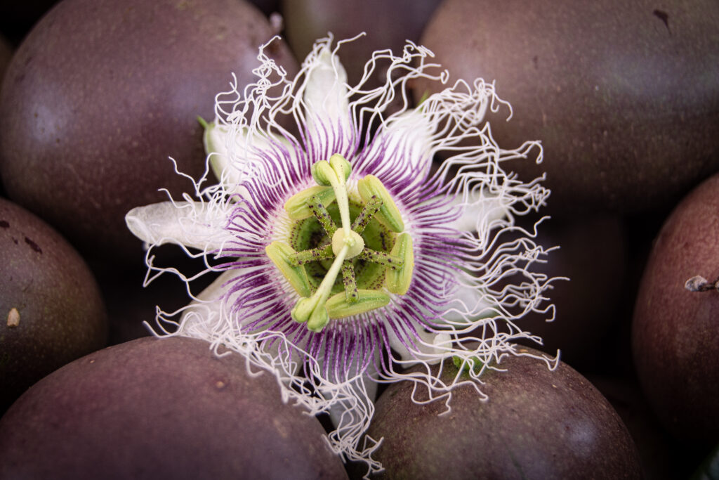 Colombia: Pasifloras prontas a llegar a Estados Unidos