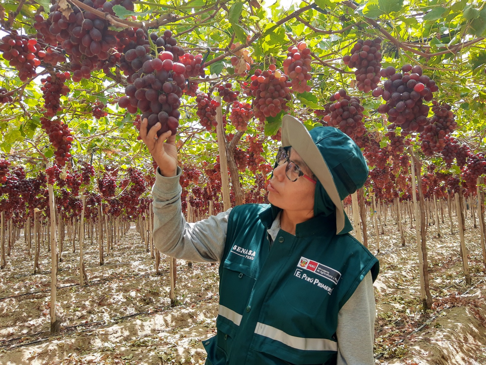 Perú: Ica, Piura y Lambayeque son las principales regiones productoras ...