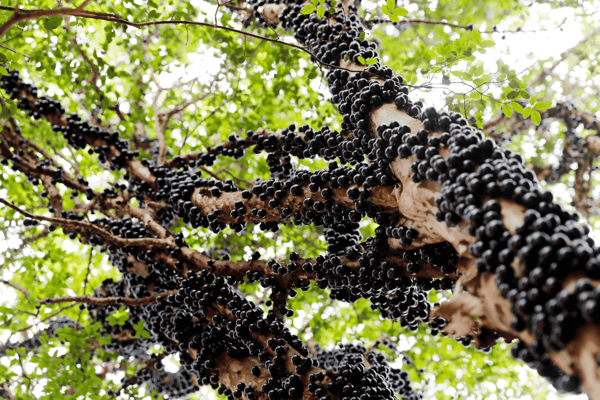 Jabuticaba, la fruta que crece directamente en el tronco ...