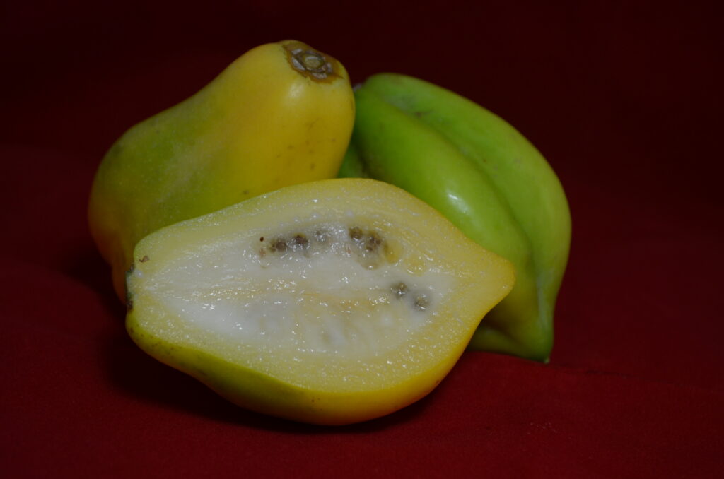 Papaya Andina: La fruta chilena que busca conquistar el mercado