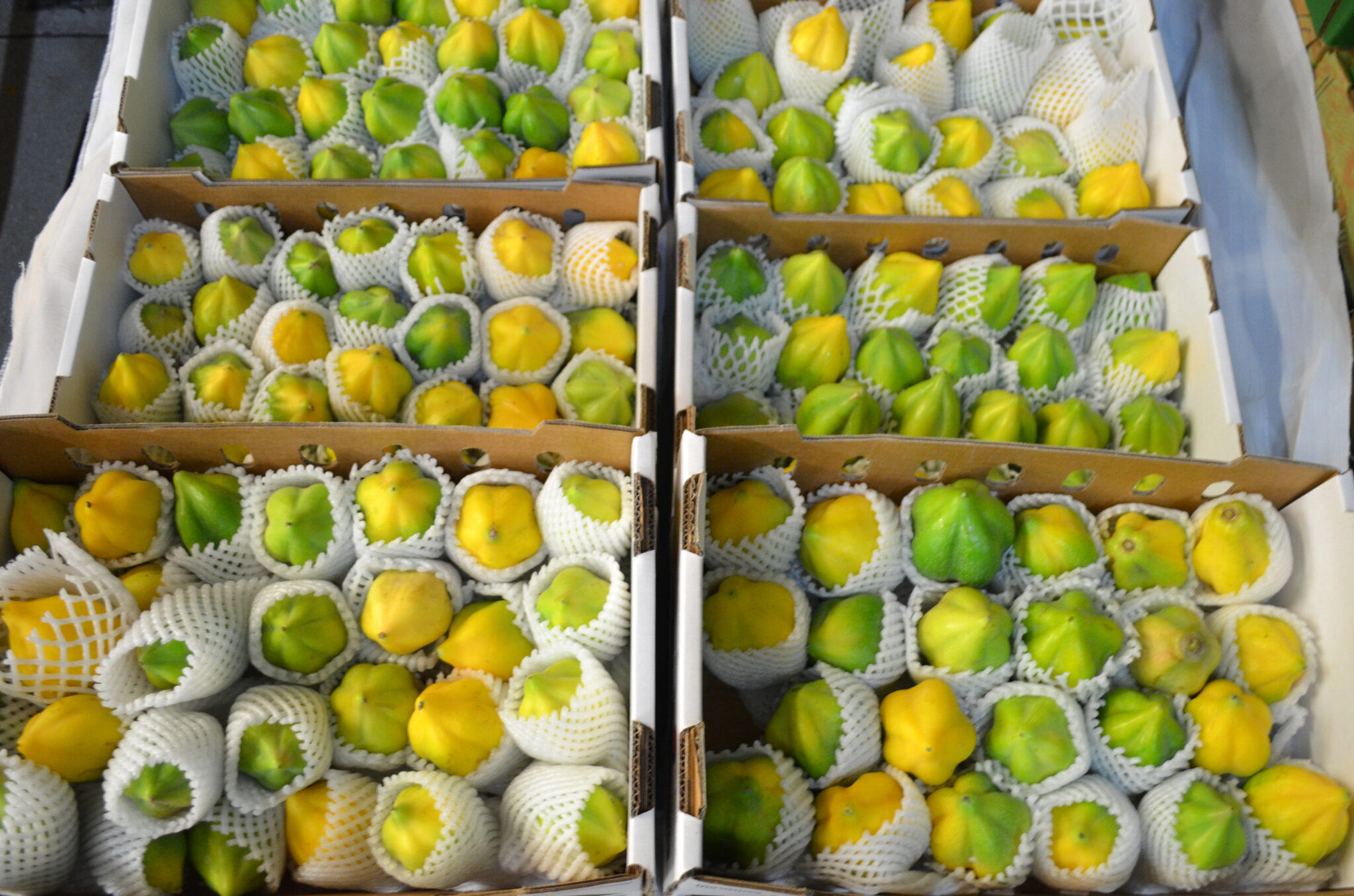 Papaya Andina: La fruta chilena que busca conquistar el mercado