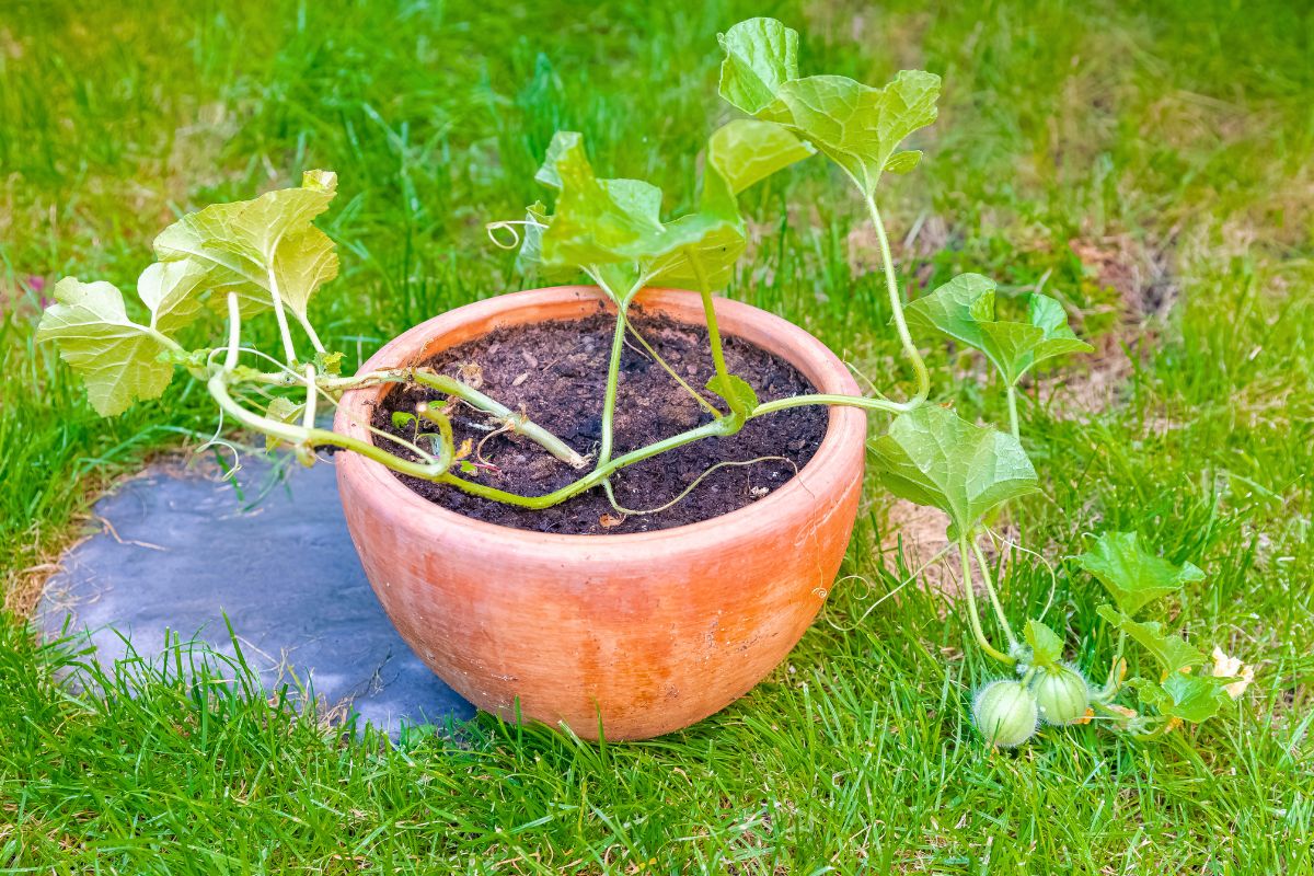 Cultivo de melones en maceta: Guía básica - PortalFruticola.com