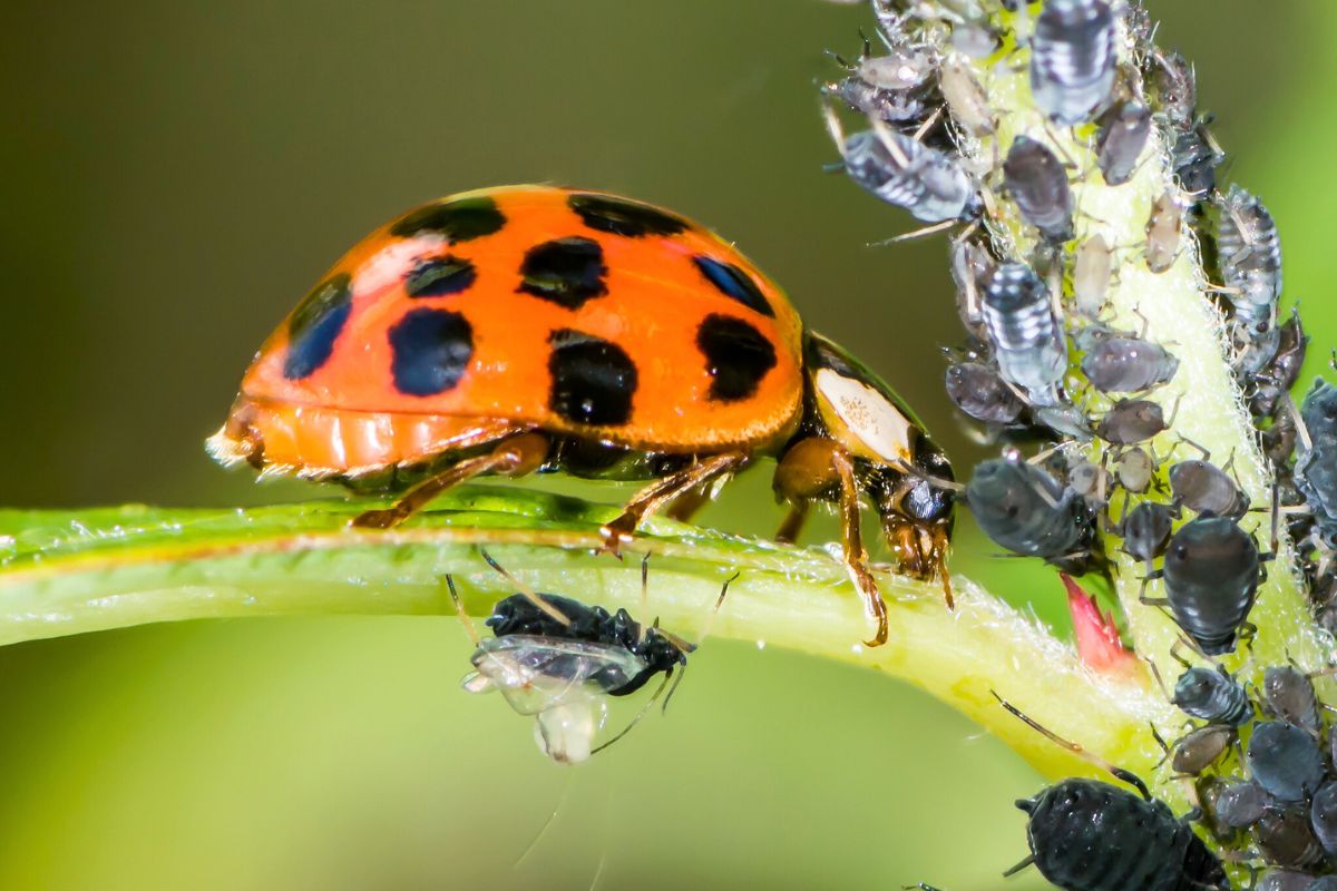 Control biológico que se puede aplicar en nuestro huerto en casa ...