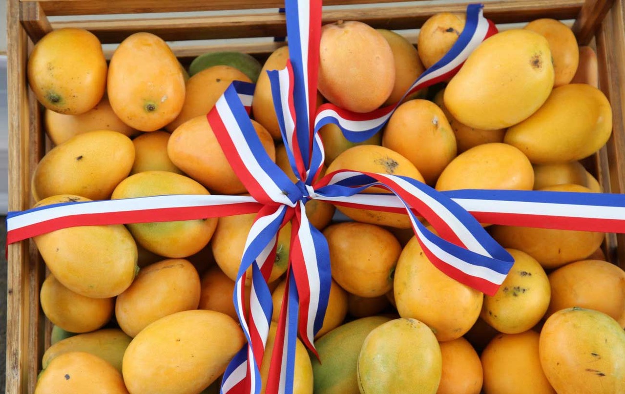 Exportaciones de mango dominicano crecen en 2024 - PortalFruticola.com