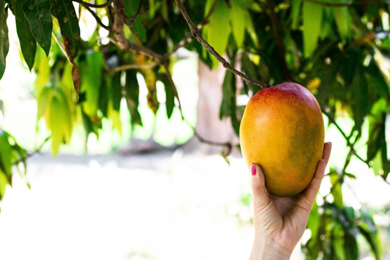 Valor de exportaciones de mango peruano disminuye un 20%