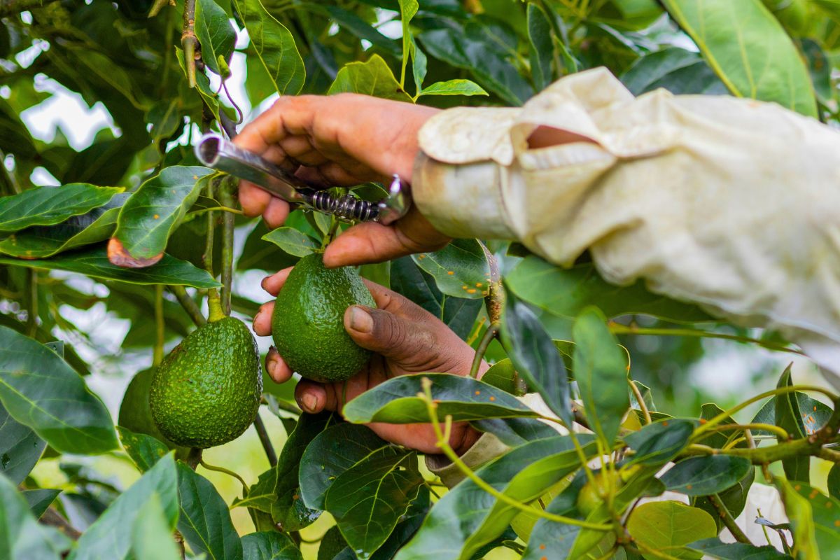 Aspectos clave para el cultivo de aguacate Hass - PortalFruticola.com