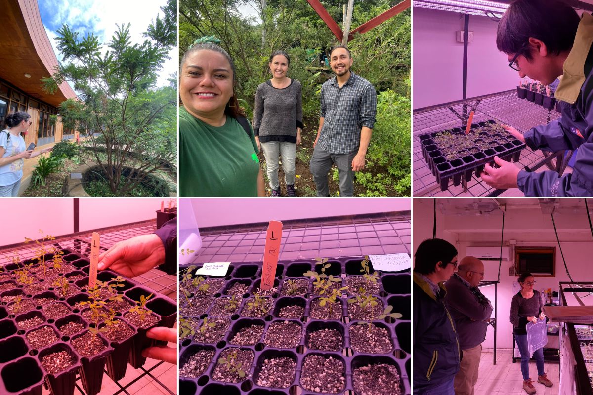 El renacimiento del toromiro extinto de Isla de Pascua ...