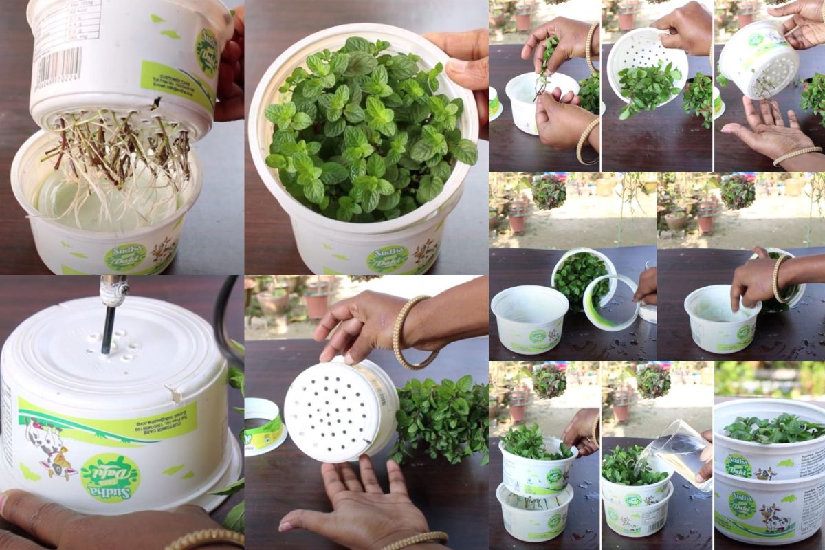 Cómo cultivar menta orgánica en casa y sin tierra de forma sencilla ...