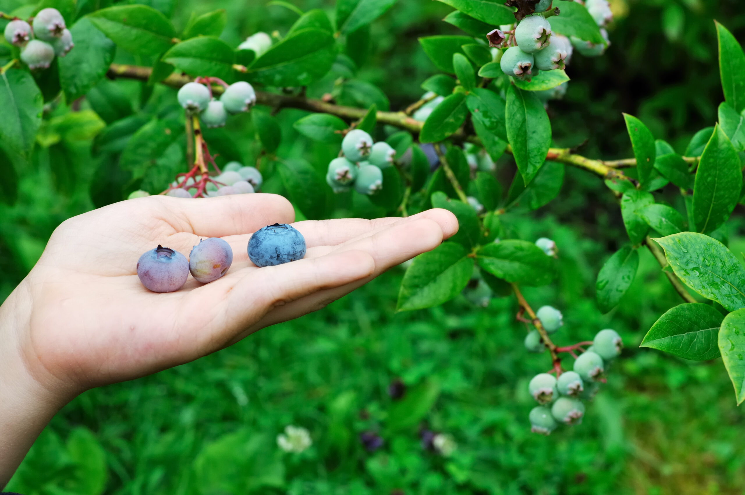 Where do you see Tami Fay's eyes (2021)? Release date, broadcast ...